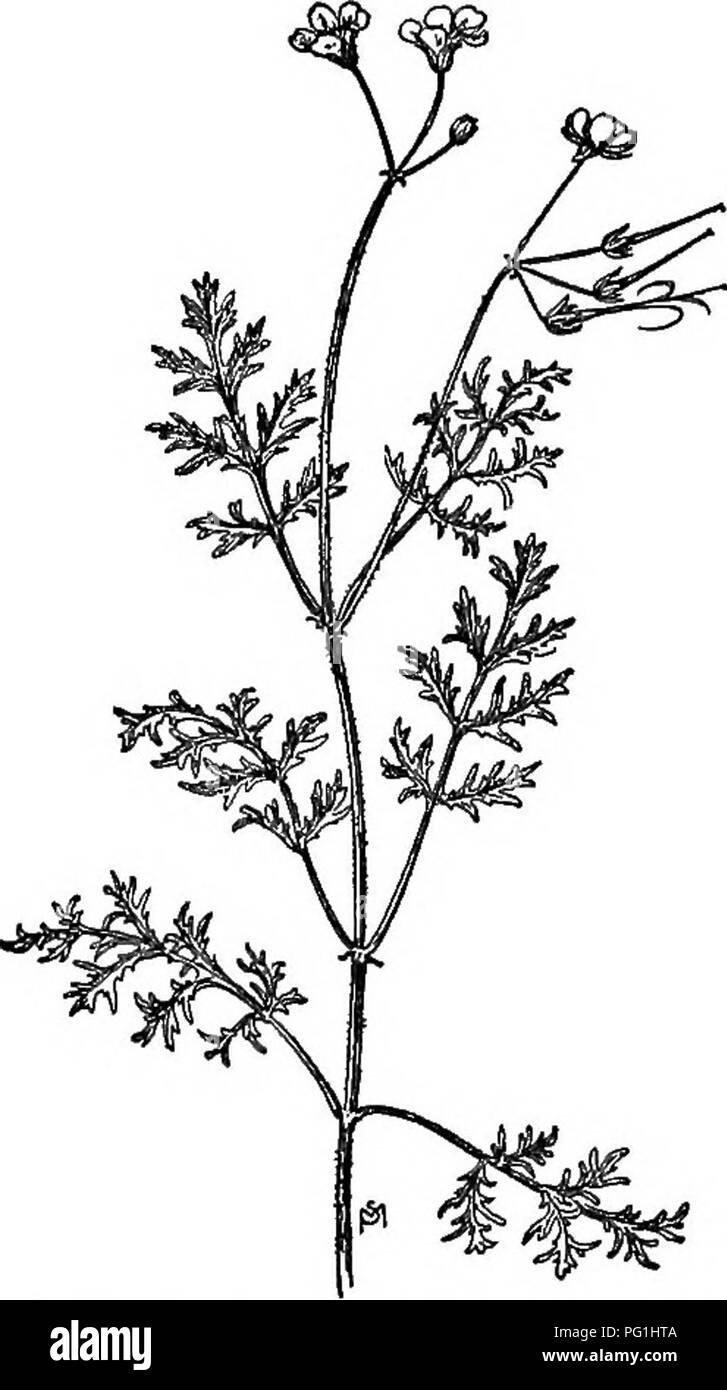 Weeds on agriculture Black and White Stock Photos & Images - Alamy