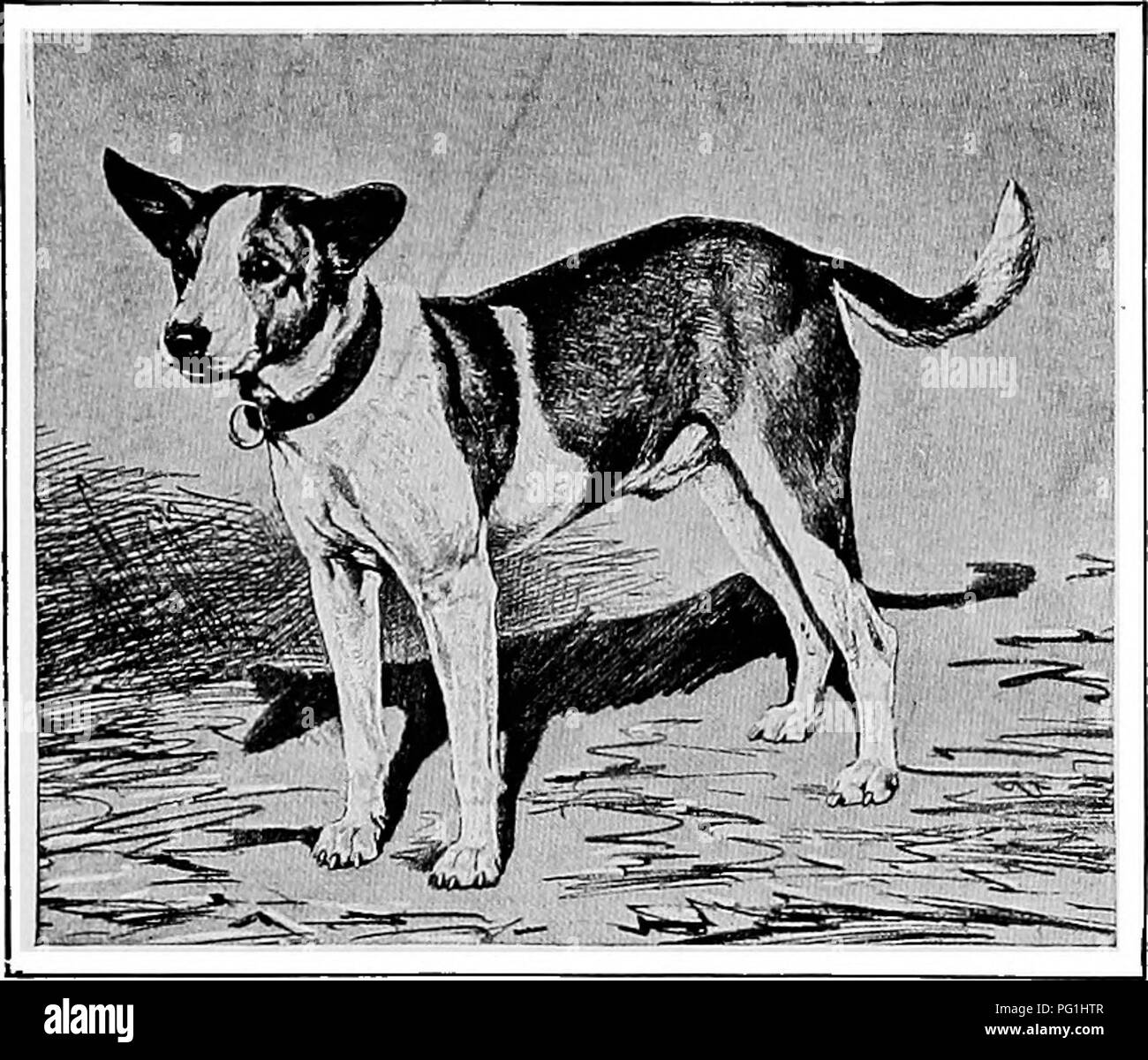 . The new book of the dog; a comprehensive natural history of British ...