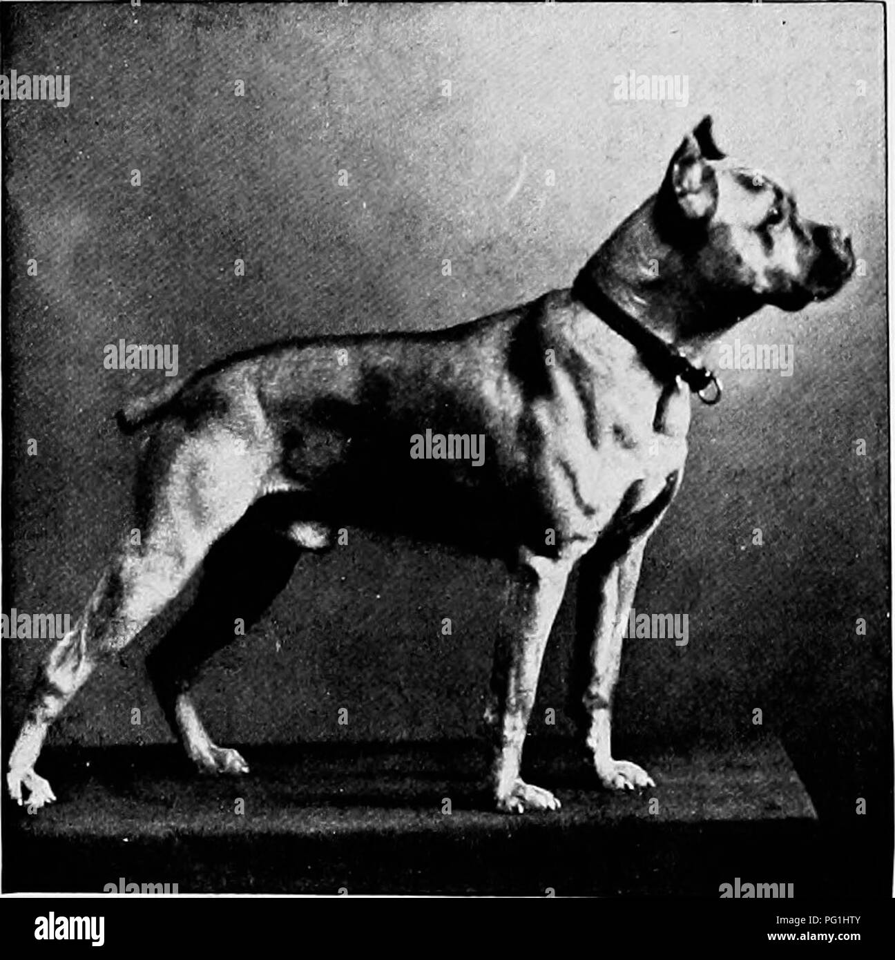 . The new book of the dog; a comprehensive natural history of British ...