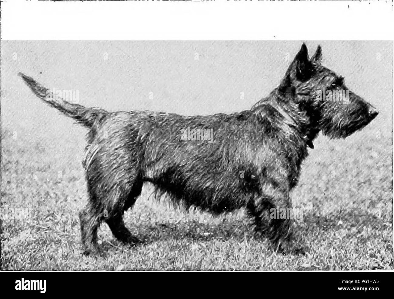 Where Did Dogs Come From History