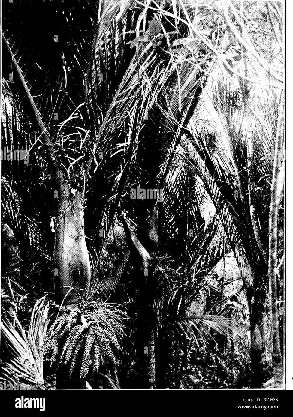 This botanical work examines the Palm family, focusing on New Zealand's ...