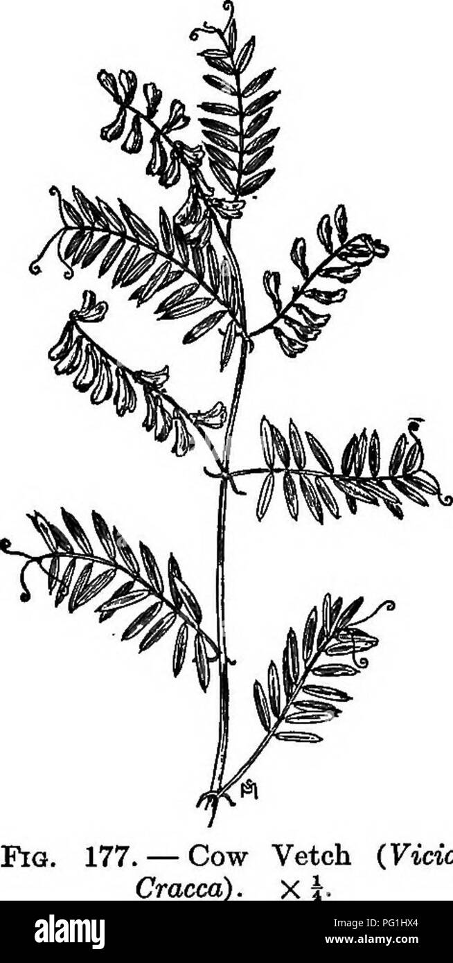 Pernicious weeds hi-res stock photography and images - Alamy