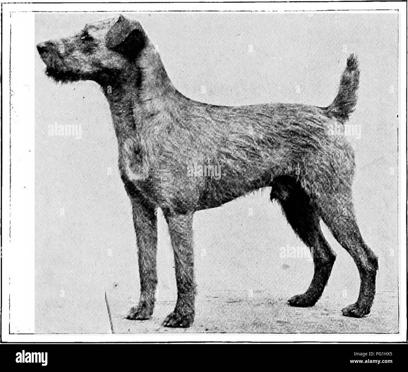 'The New Book of the Dog' offers a comprehensive guide to British dog ...