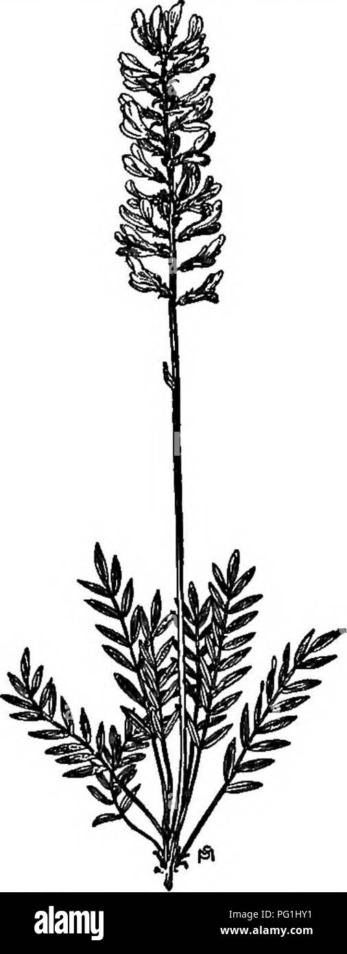 Loco weed hi-res stock photography and images - Alamy