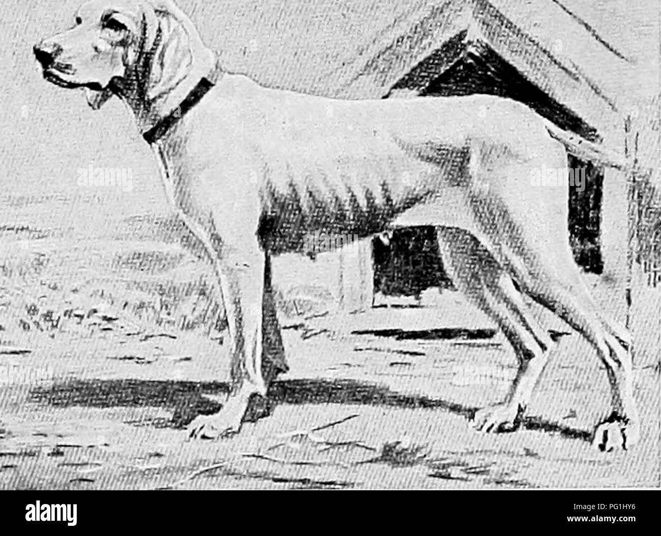A detailed work on the natural history of British dogs and their ...