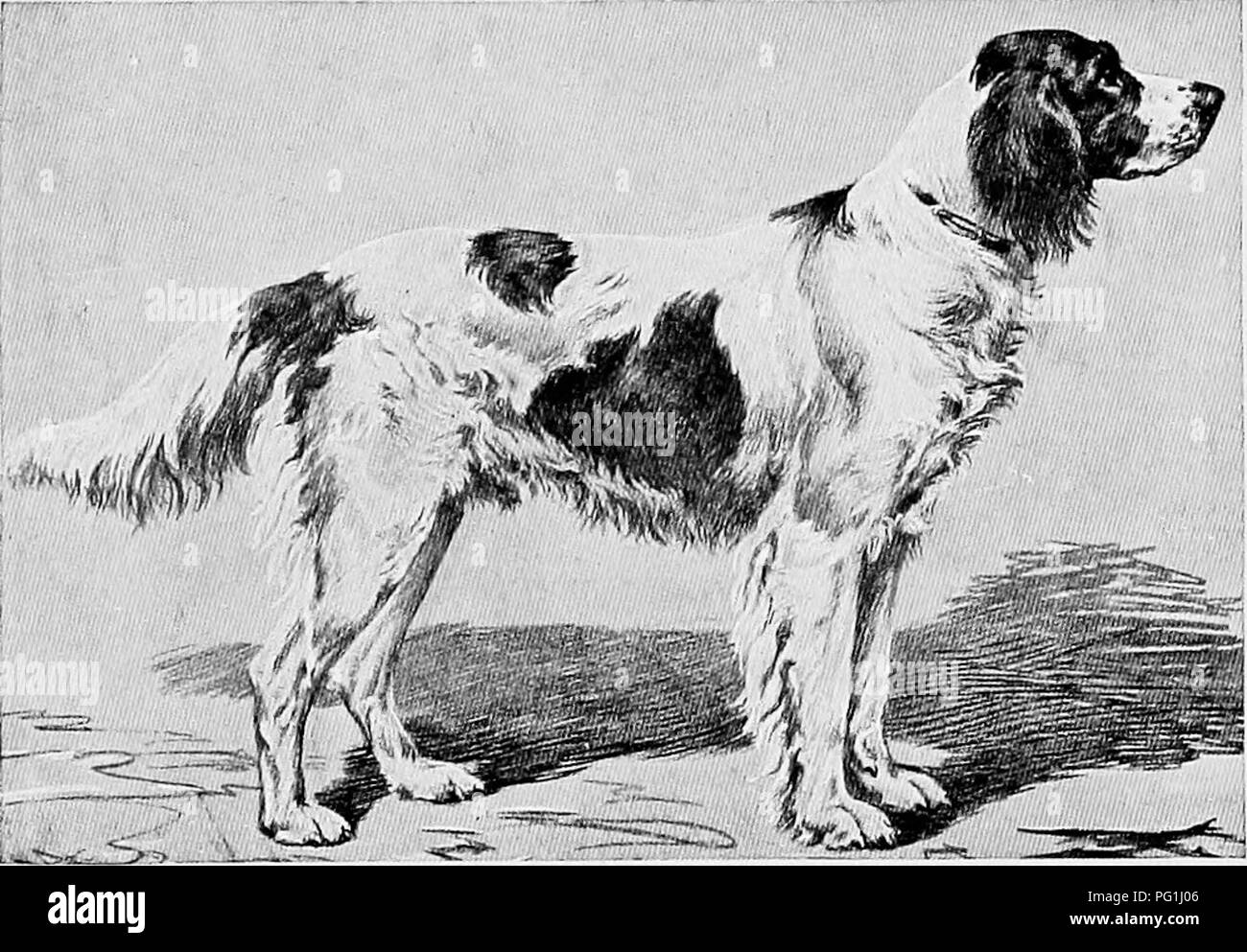 English Setter Pointing Drawing