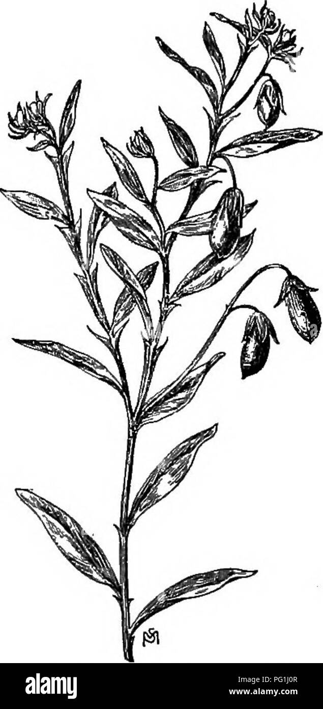 Loco weed hi-res stock photography and images - Alamy