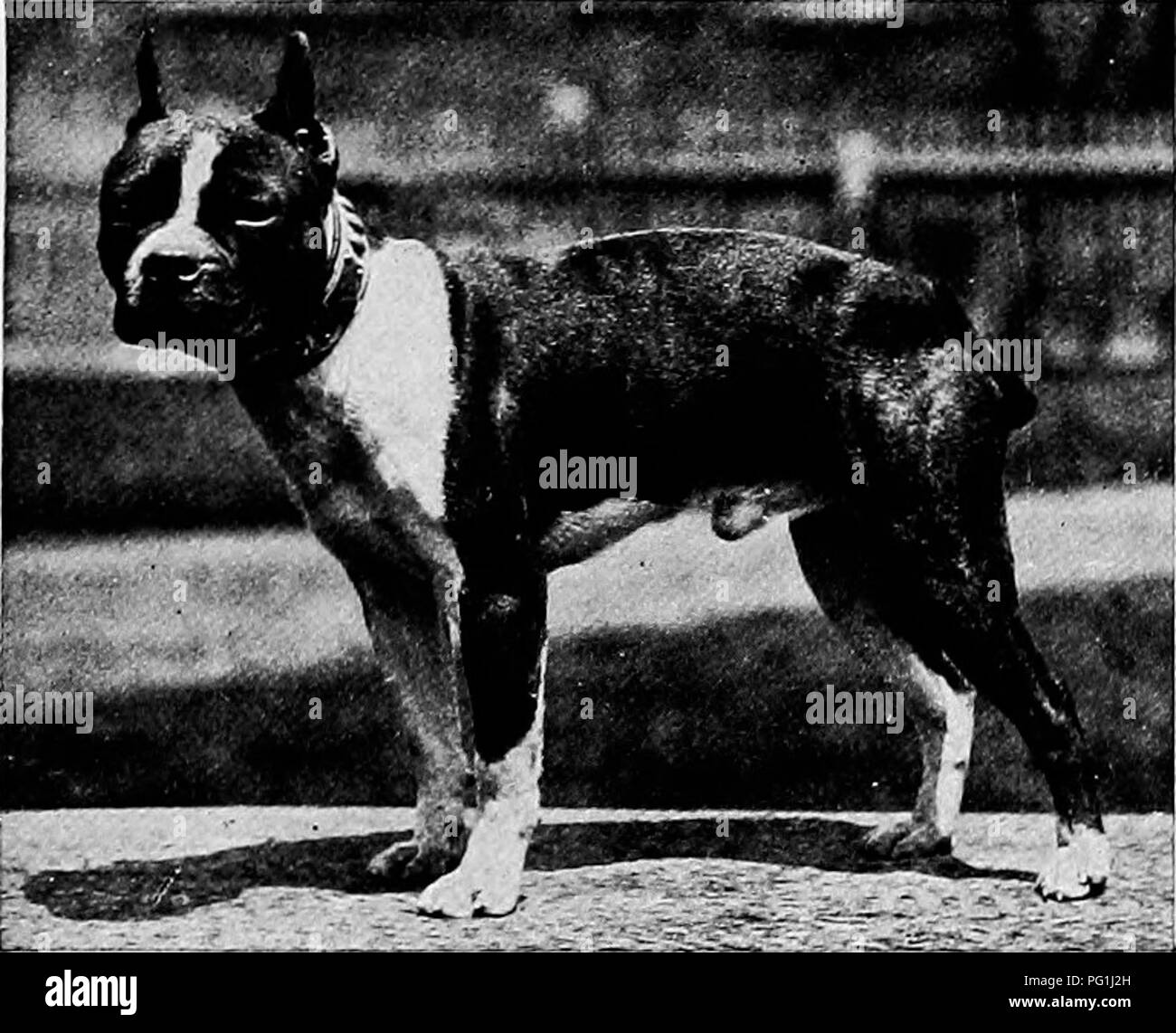 This comprehensive guide covers British dog breeds and their foreign ...
