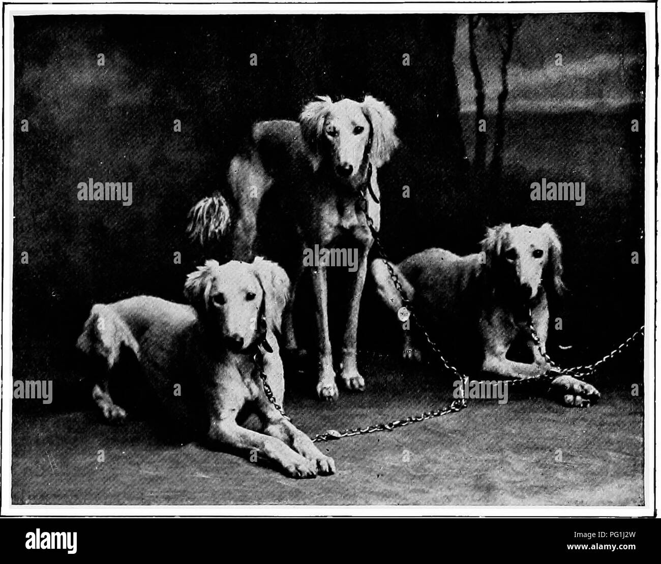 . The new book of the dog; a comprehensive natural history of British ...