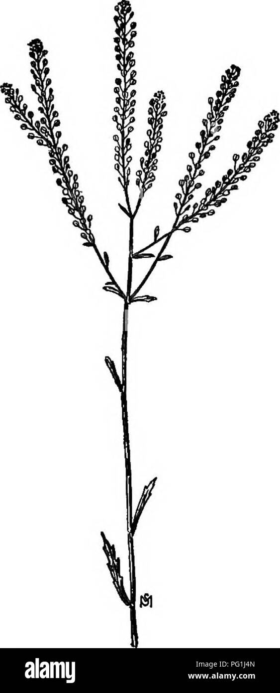 Spatulate leaves hi-res stock photography and images - Alamy