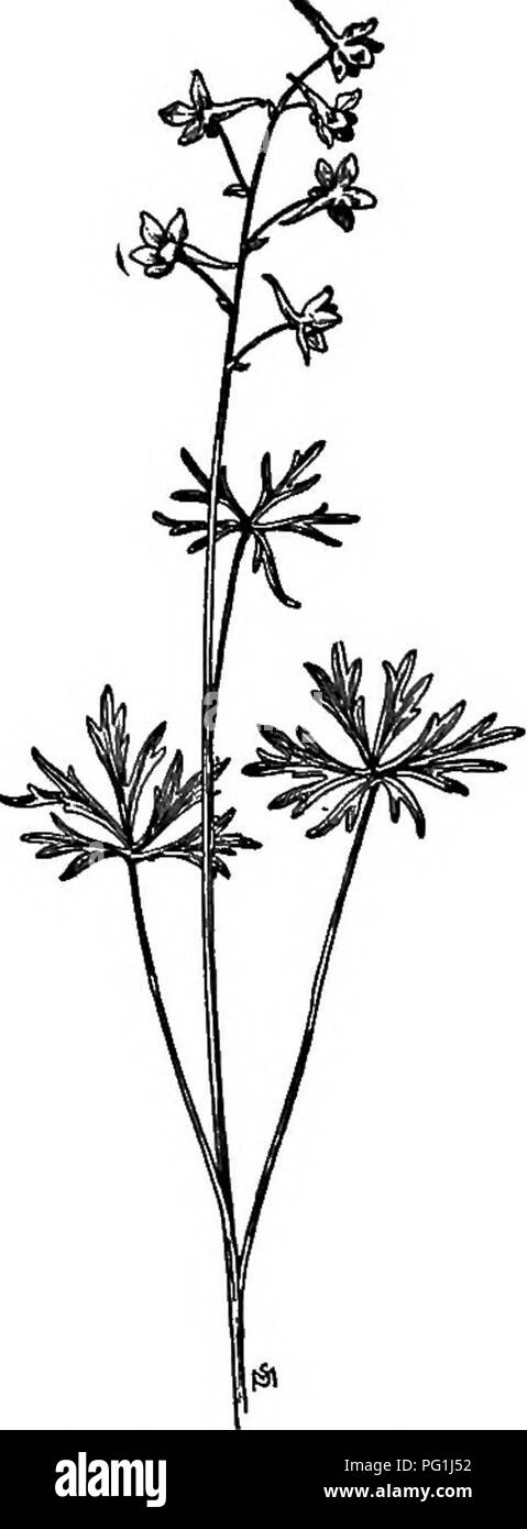 Family of the crowfoot plants ranunculaceae Black and White Stock ...