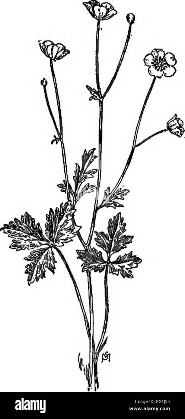 Family of the crowfoot plants ranunculaceae Black and White Stock ...