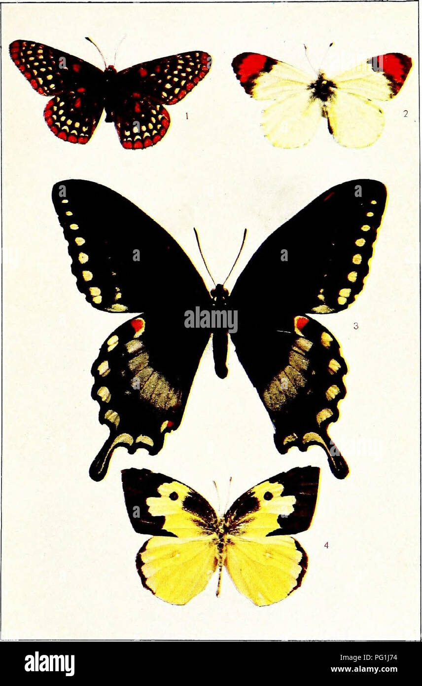 This image from 'Insect Life' by John Henry Comstock introduces readers ...