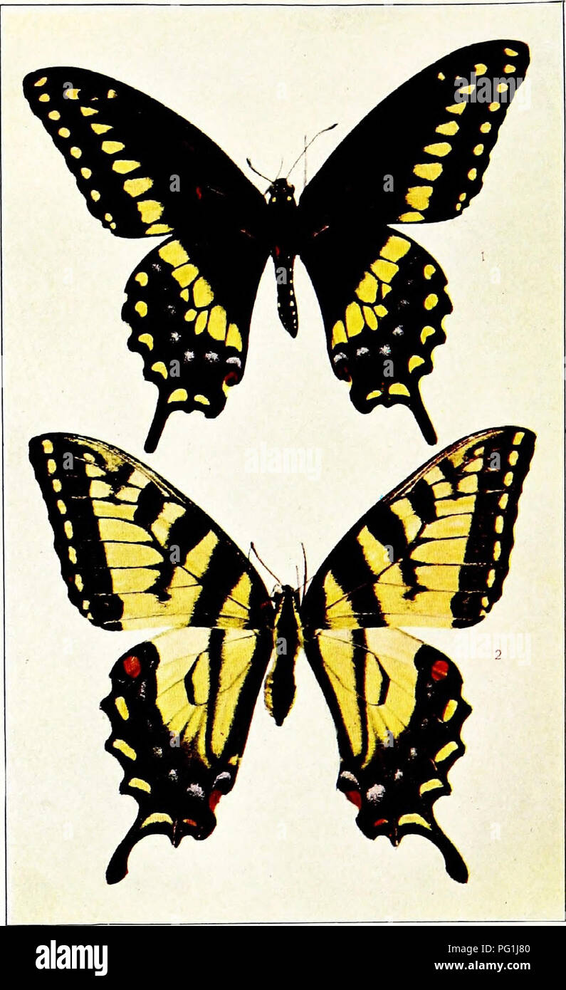An educational guide to entomology, introducing the life cycle and ...