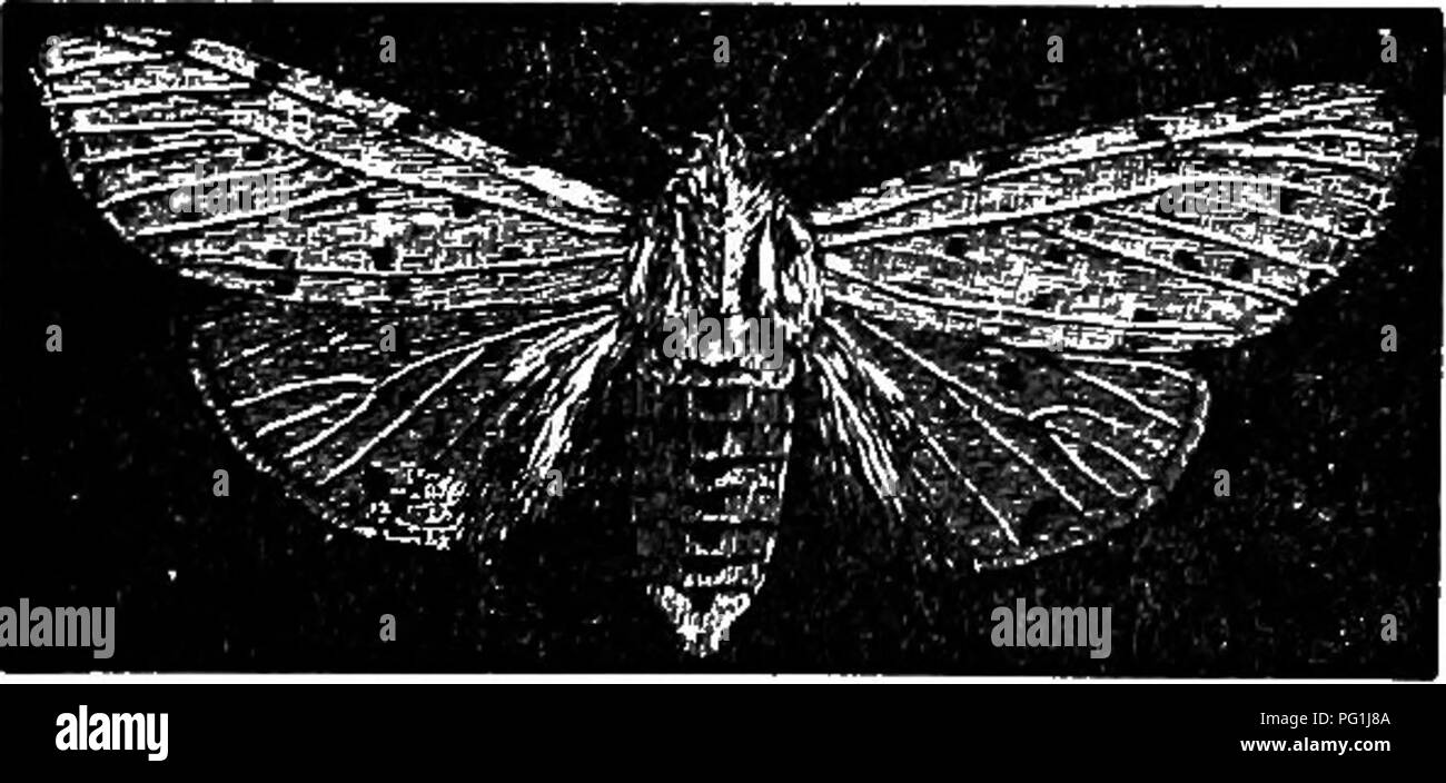 This 1915 guide by John and Anna Comstock introduces readers to the ...