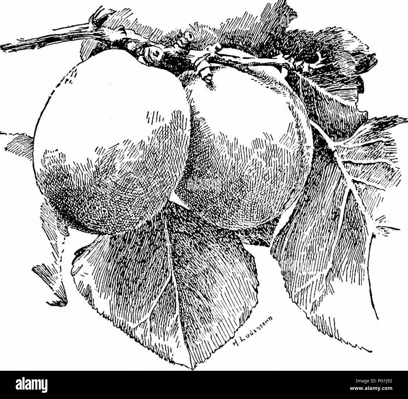 Hardier varieties Black and White Stock Photos & Images - Alamy