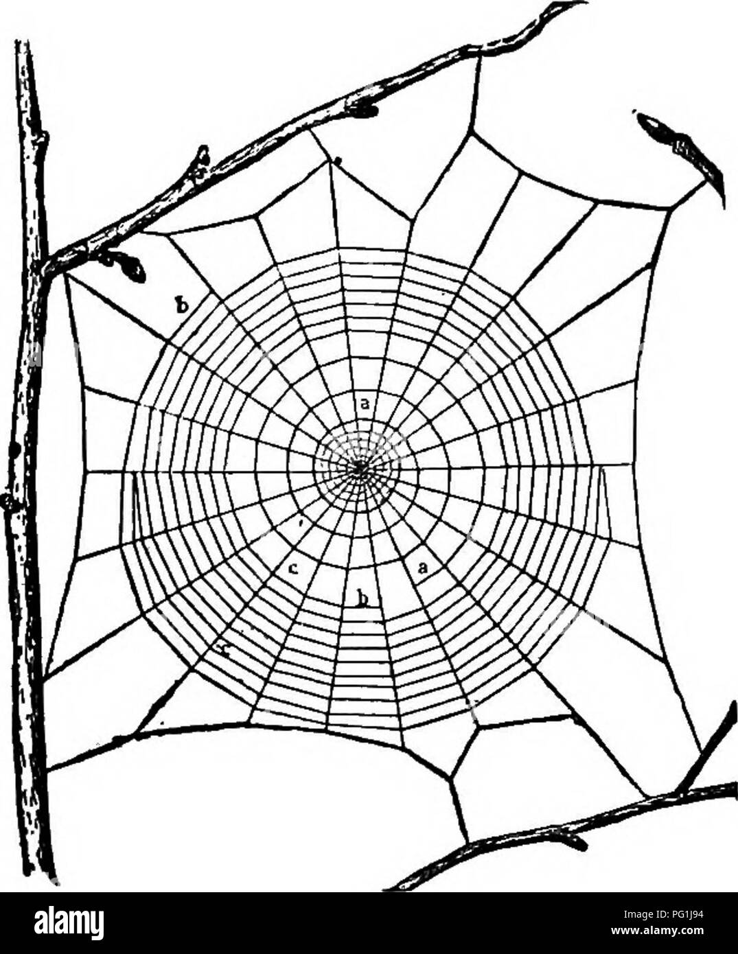 Grass funnel weaver spider Black and White Stock Photos & Images - Alamy