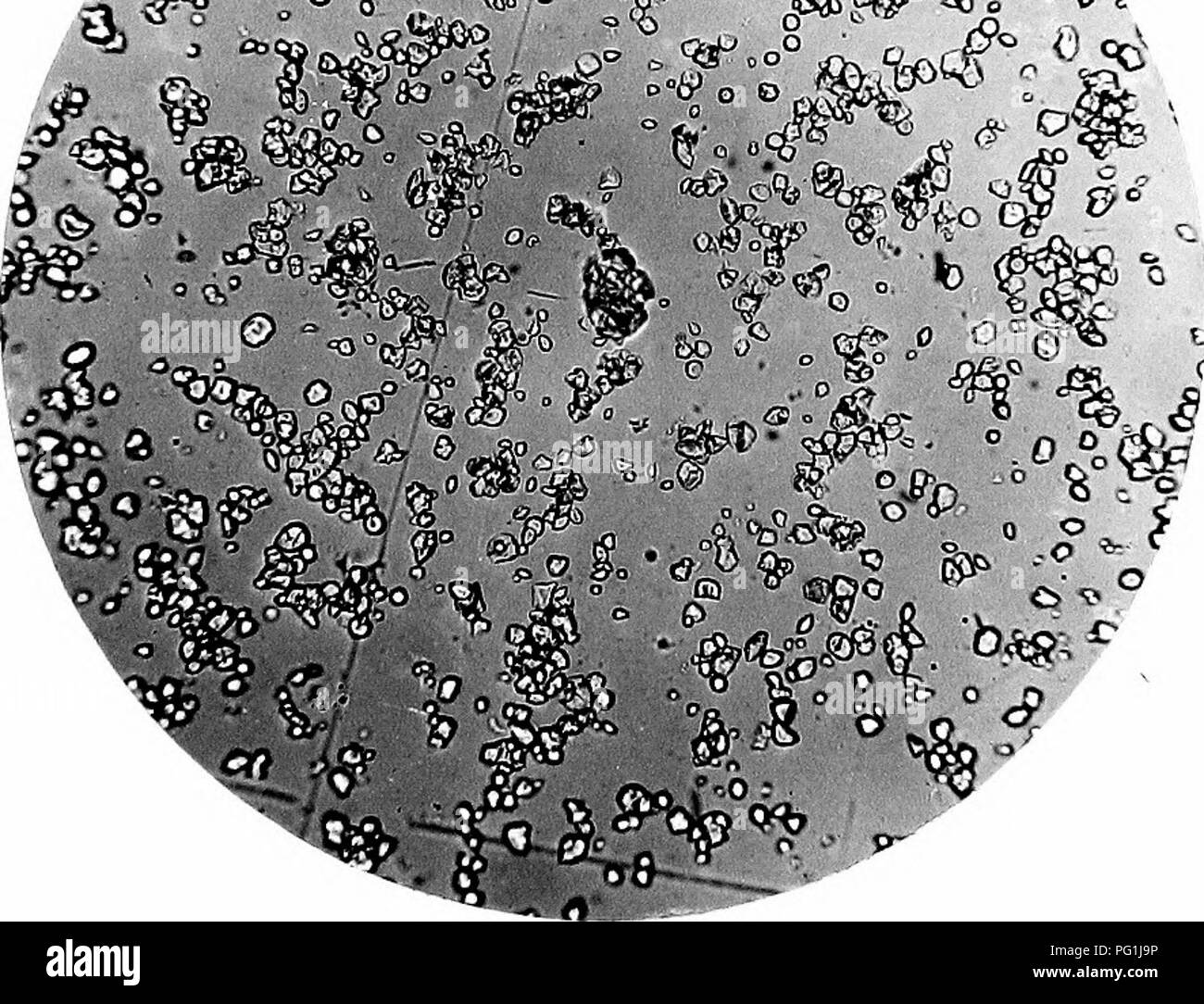 This study provides a descriptive overview of various starches ...