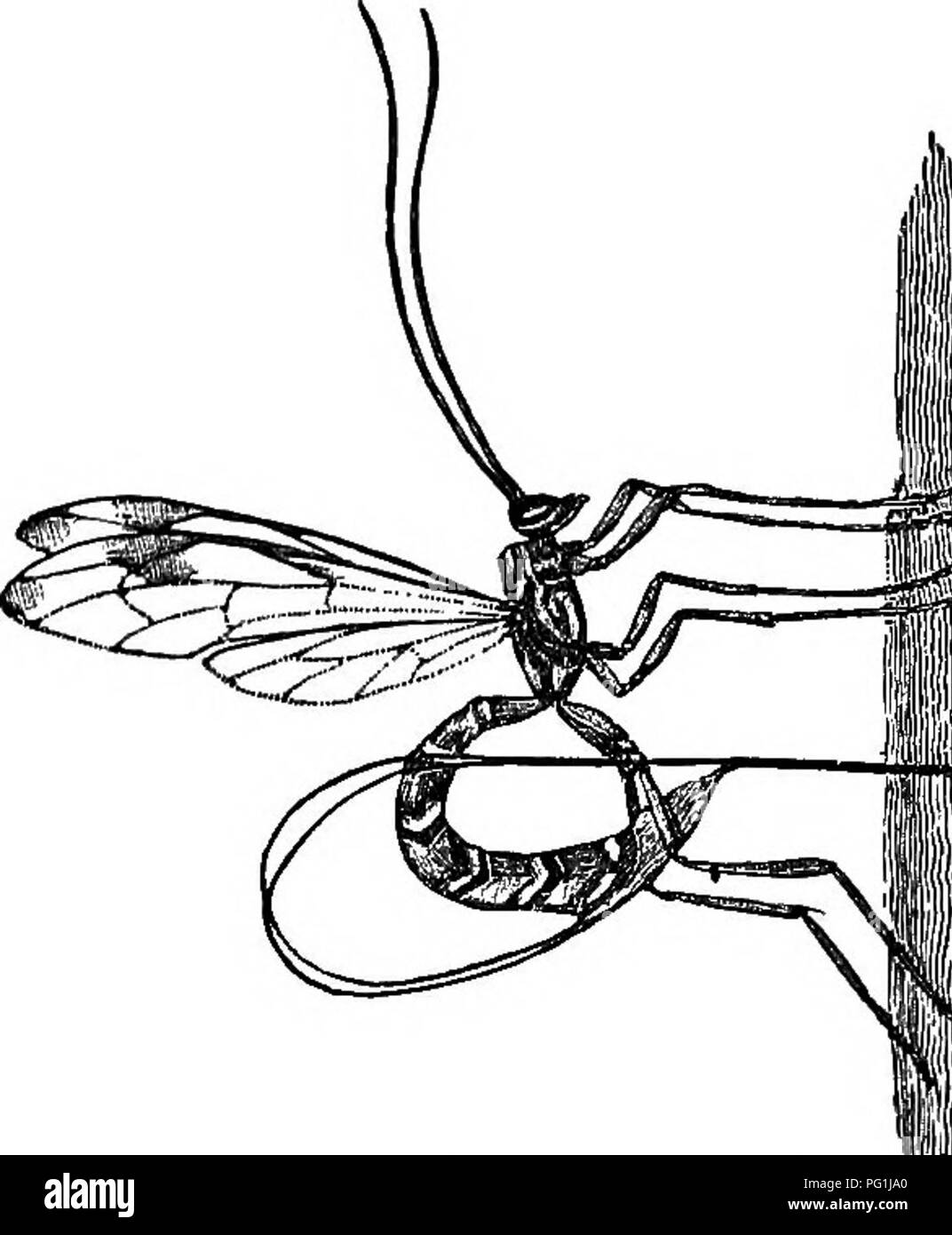 This guide provides an introduction to insect life, including the study ...