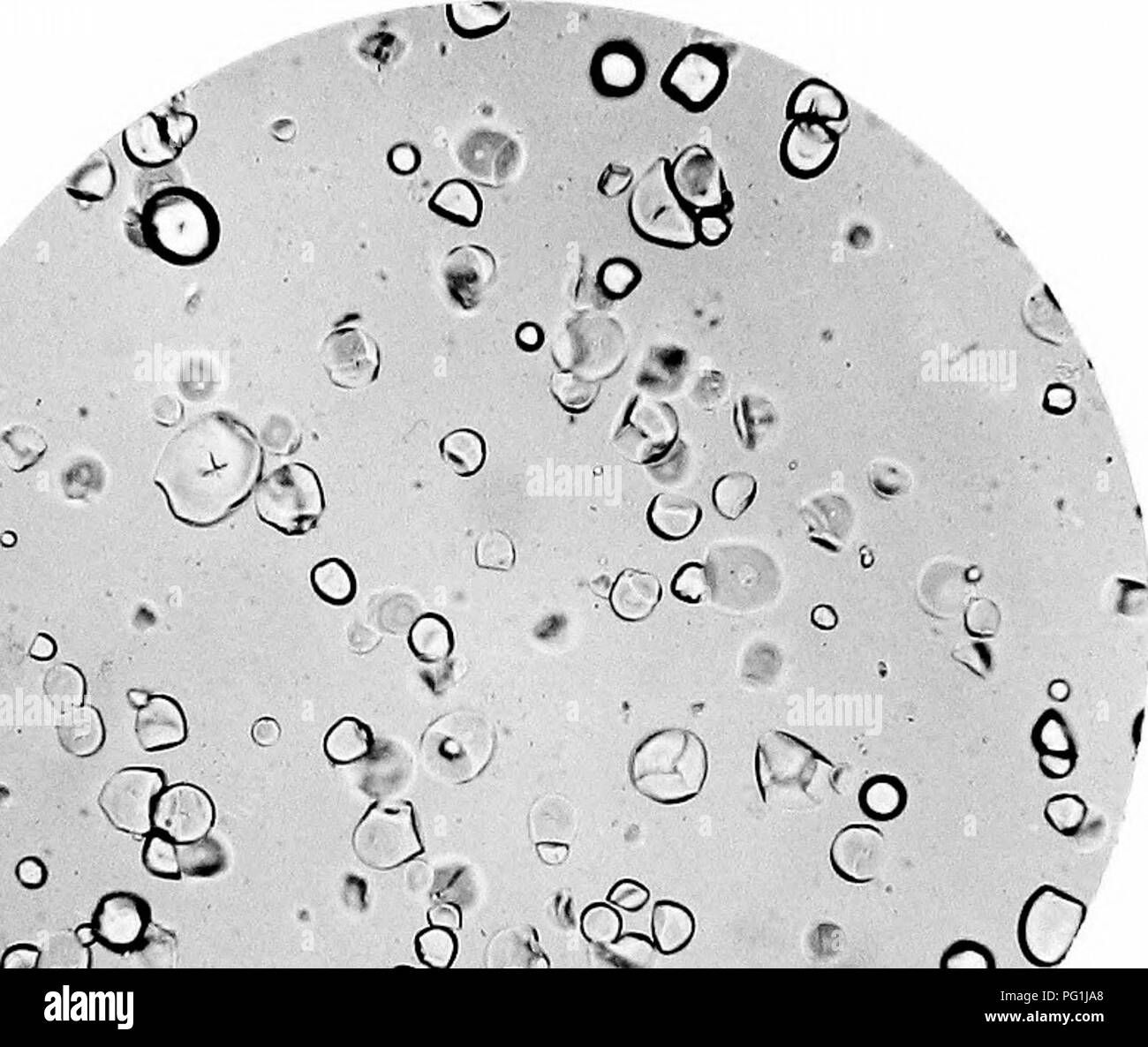 . The principal starches used as food : illustrated with photo ...