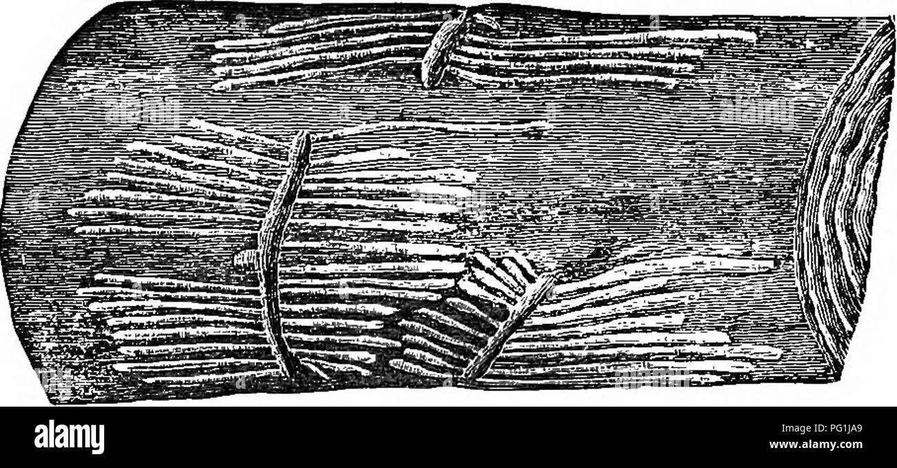 This work provides an introduction to insect life, focusing on the ...