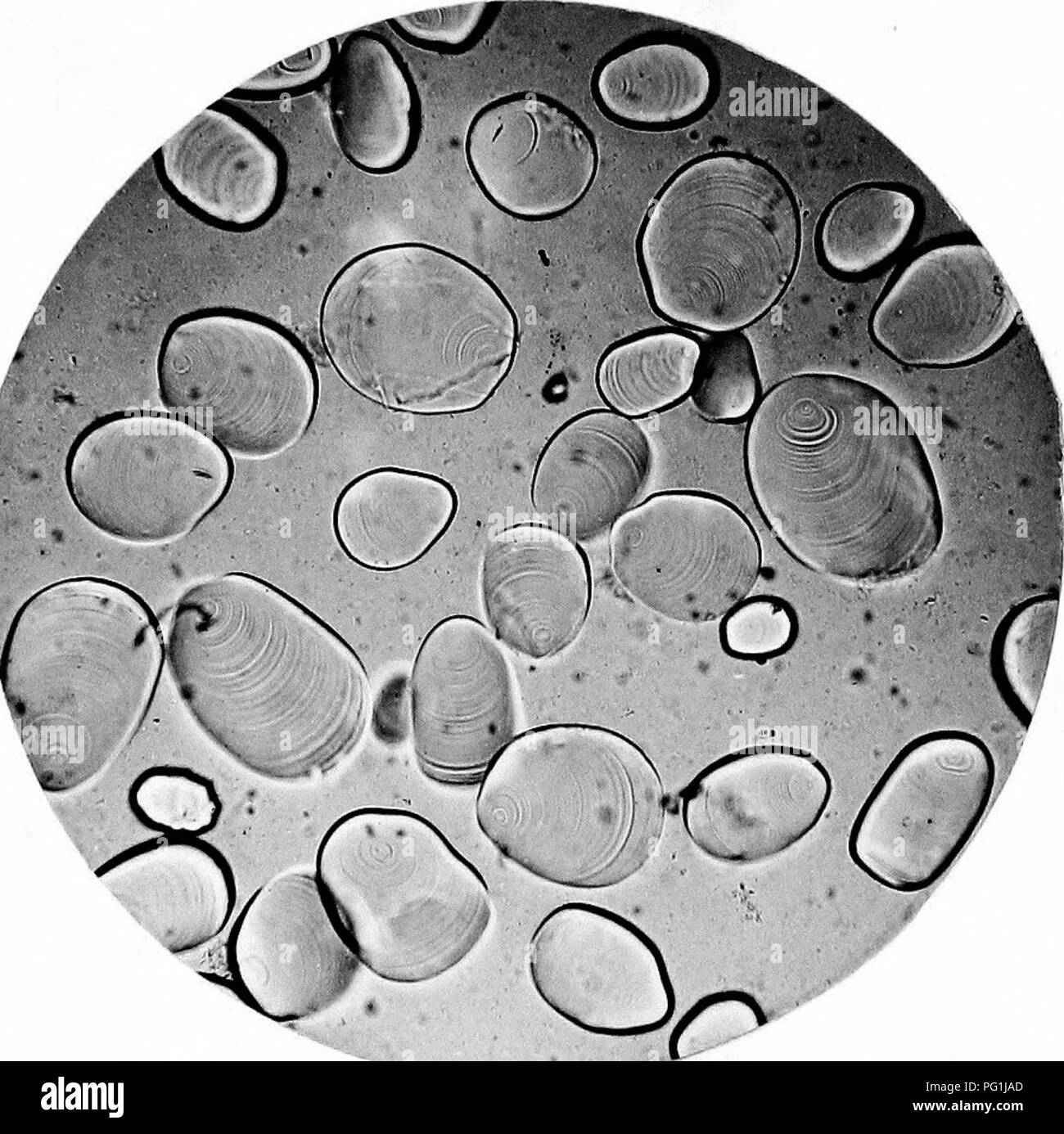 . The principal starches used as food : illustrated with photo ...