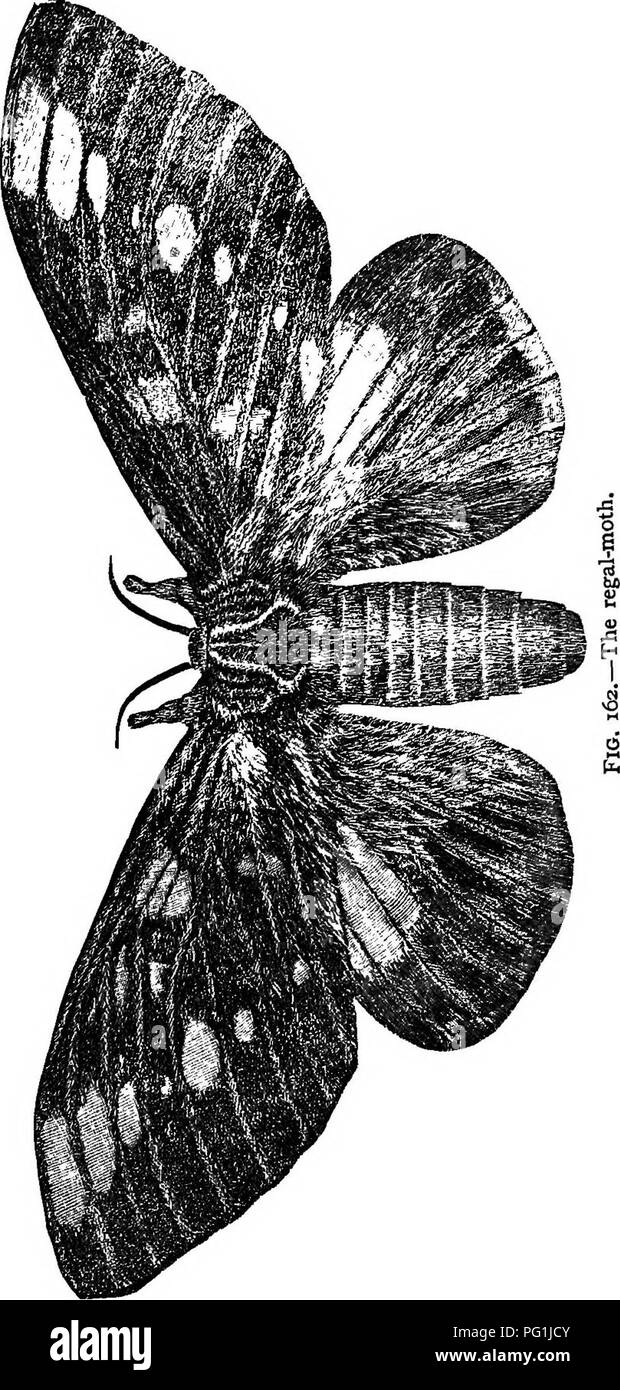 'Insect Life' by John and Anna Botsford Comstock introduces students ...