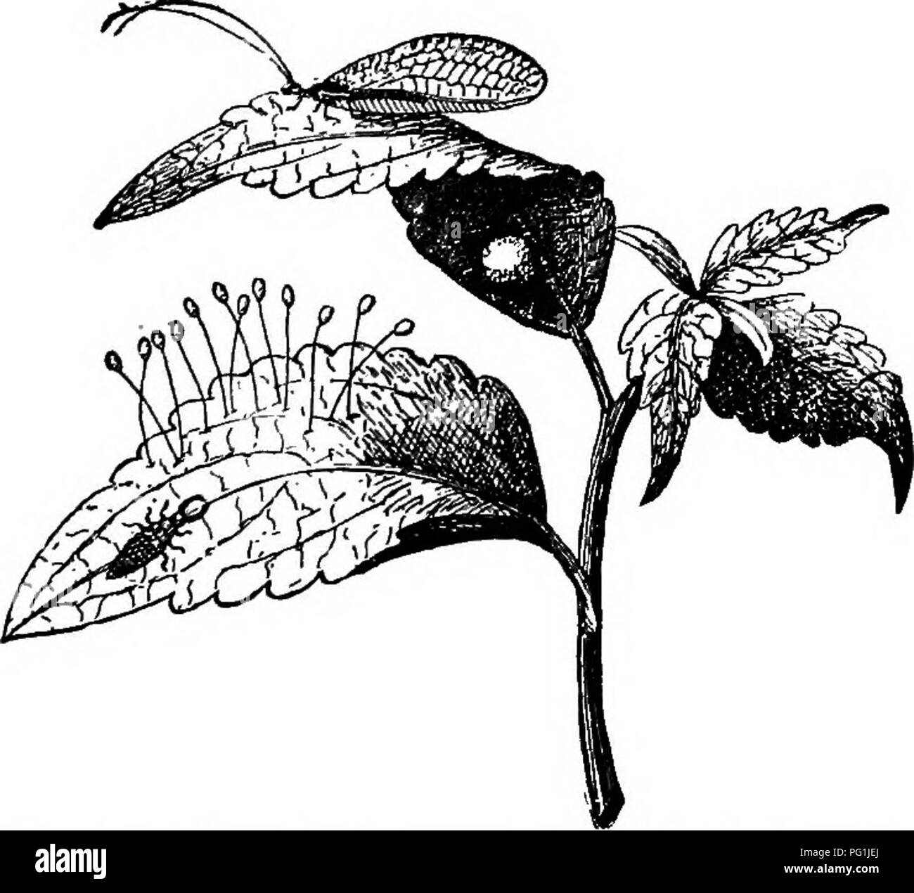 This image from *Insect Life* introduces readers to the study of ...
