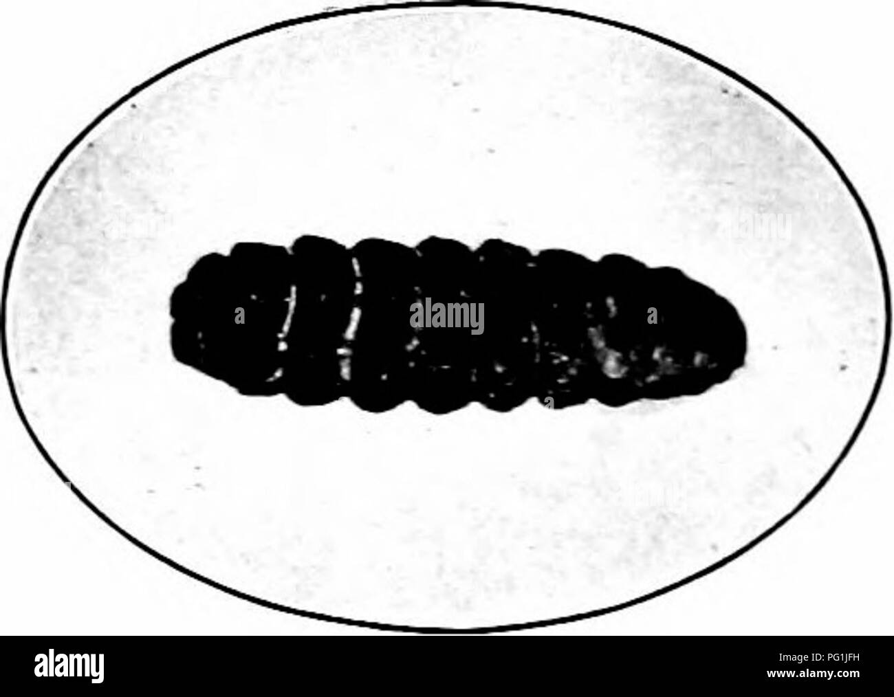 Bot fly Black and White Stock Photos & Images - Alamy