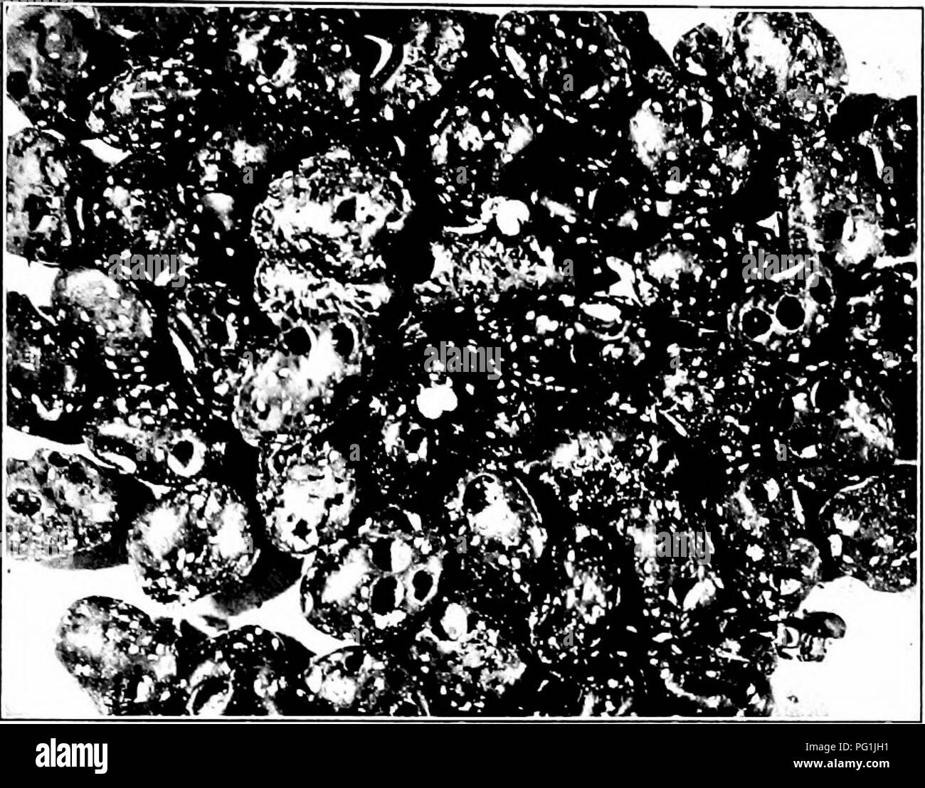 The image depicts a Four-spotted Bean Weevil, a significant insect pest ...