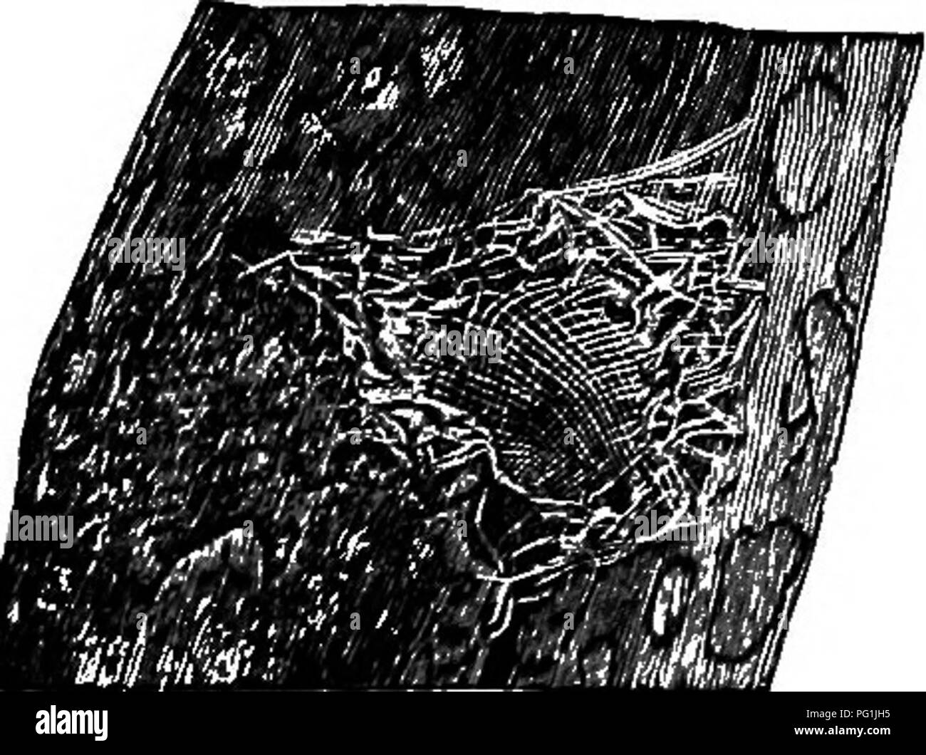 Right Angles In Nature Right Angles Are Everywhere: Why? | By Fletcher