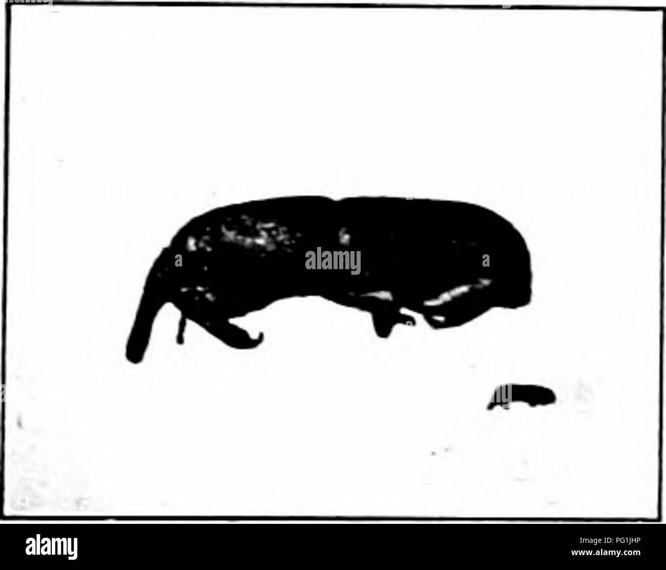 This work by Walter Collins O'Kane provides guidance on identifying and ...