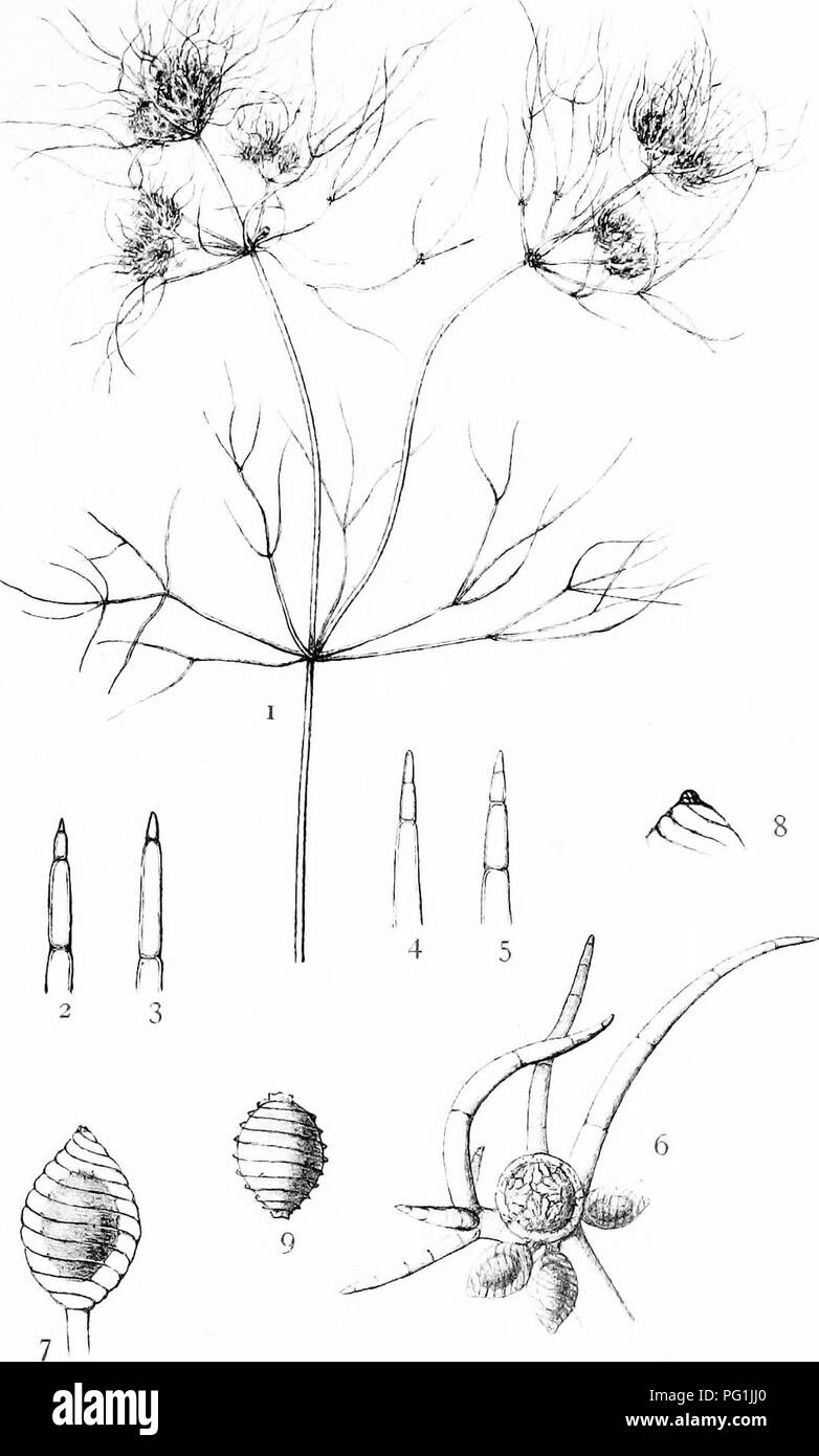 This work details the British Charophyta, specifically the species ...