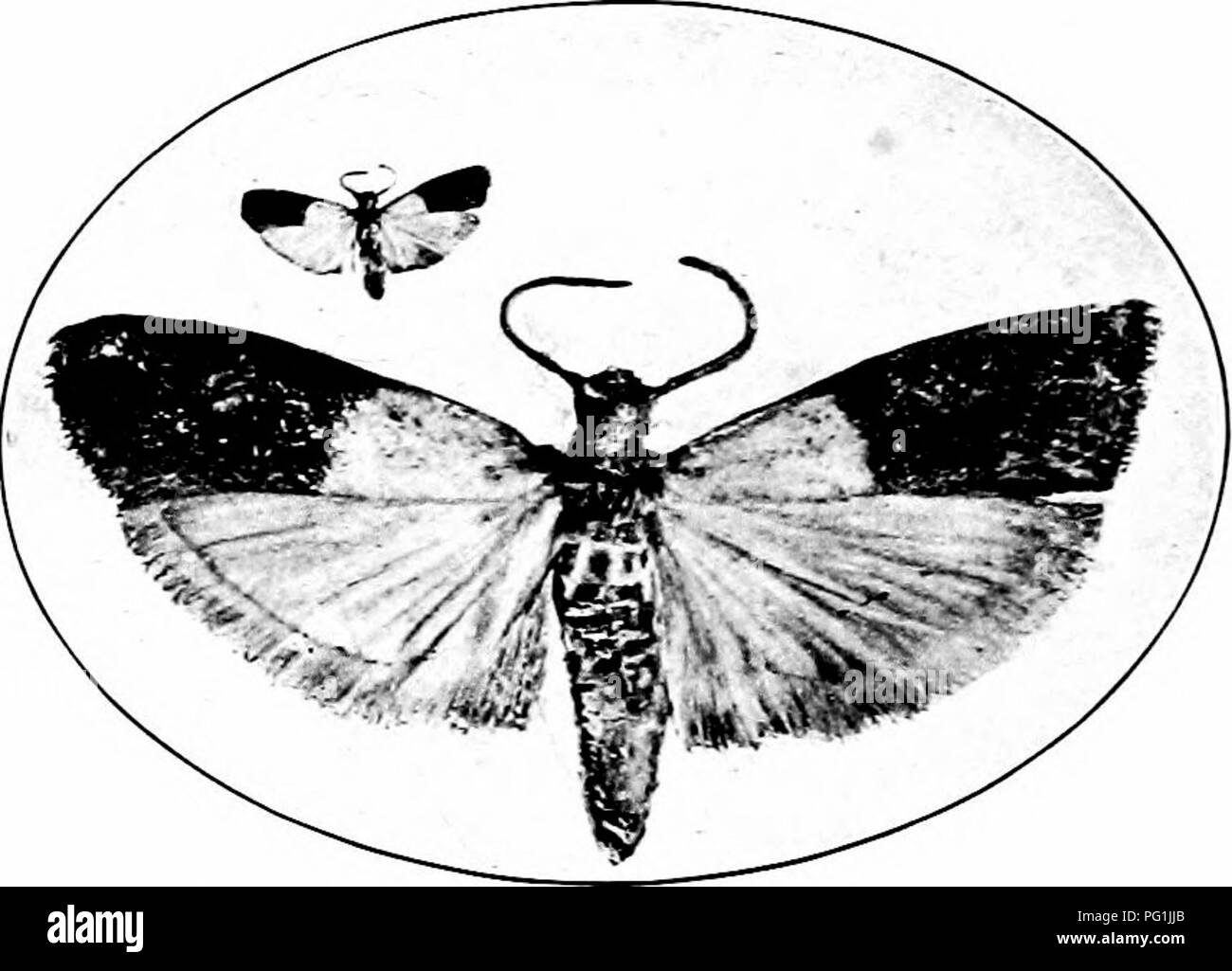 Meal moth pyralis farinalis hi-res stock photography and images - Alamy