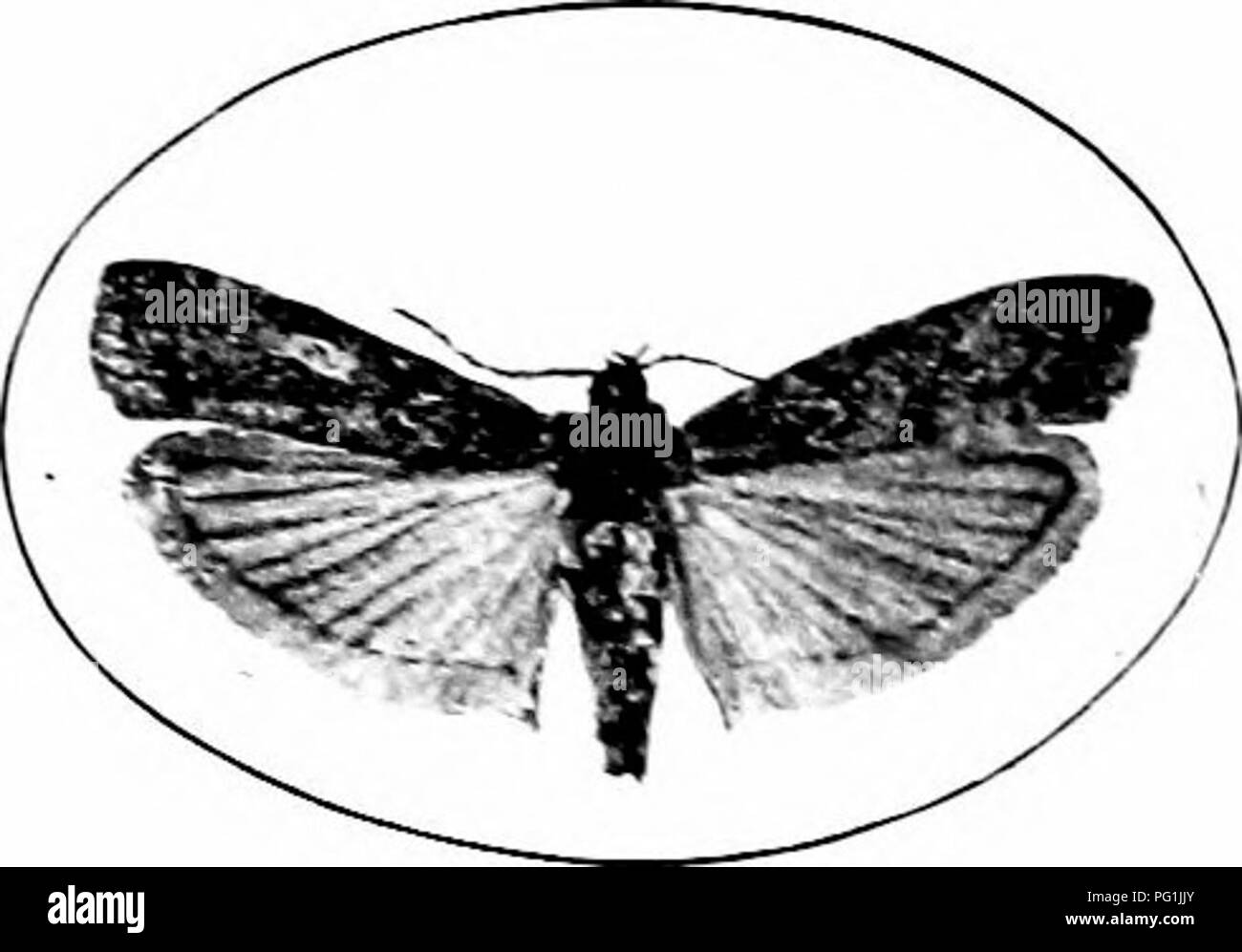 Indian flour moth Black and White Stock Photos & Images - Alamy