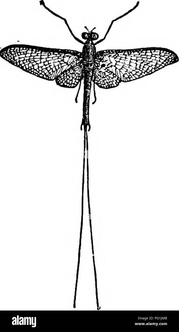 Insects in ponds Cut Out Stock Images & Pictures - Alamy