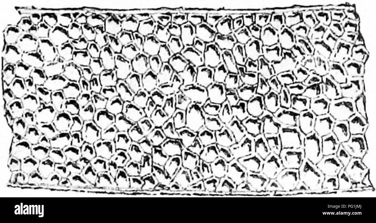 Understanding algal morphology hi-res stock photography and images - Alamy