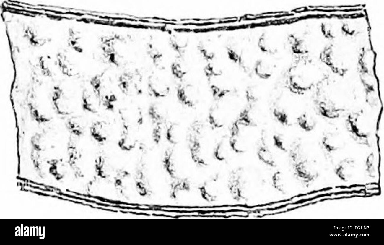 This publication explores the Charophyta, specifically the Characeae, a ...