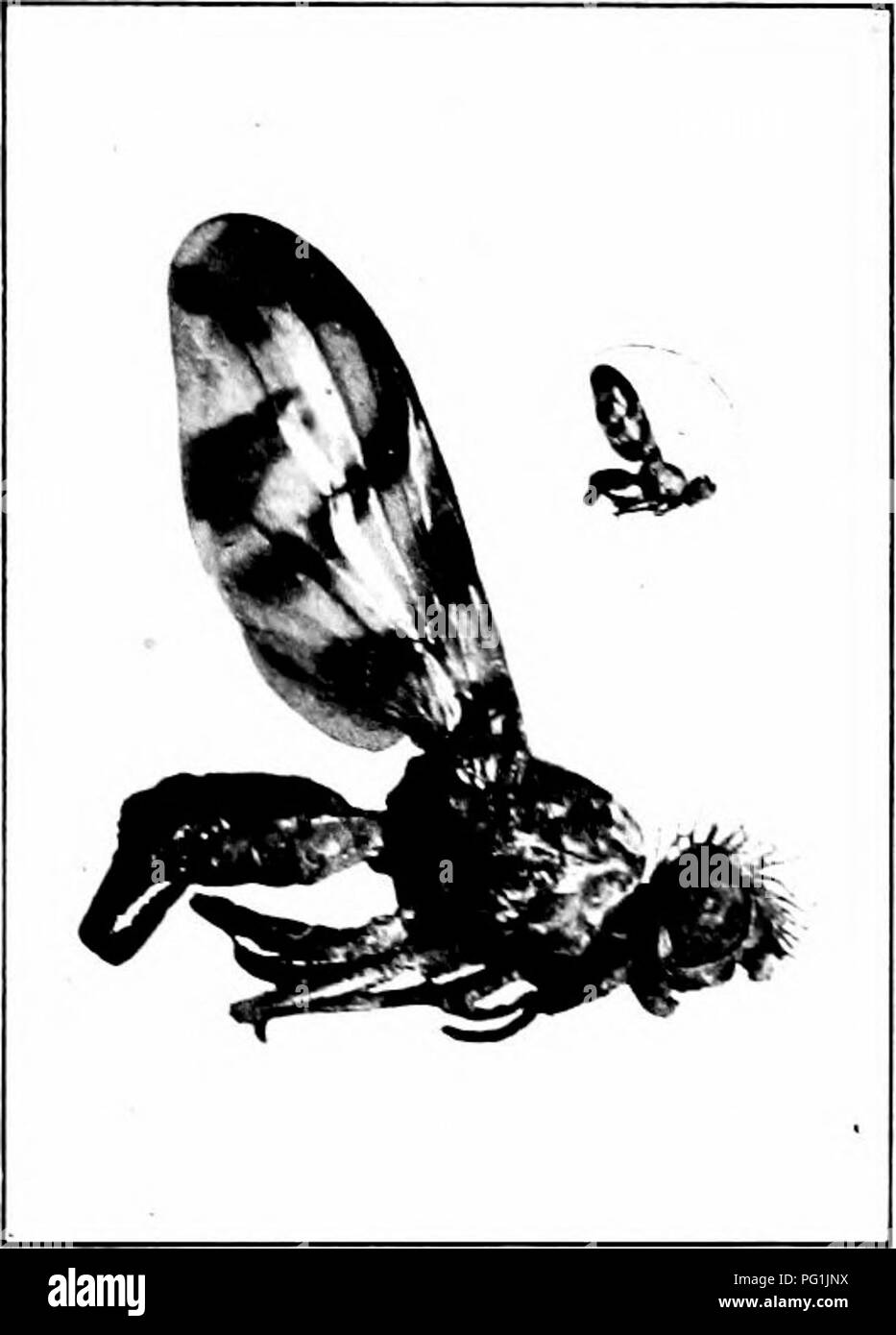 Maggot infested hi-res stock photography and images - Alamy