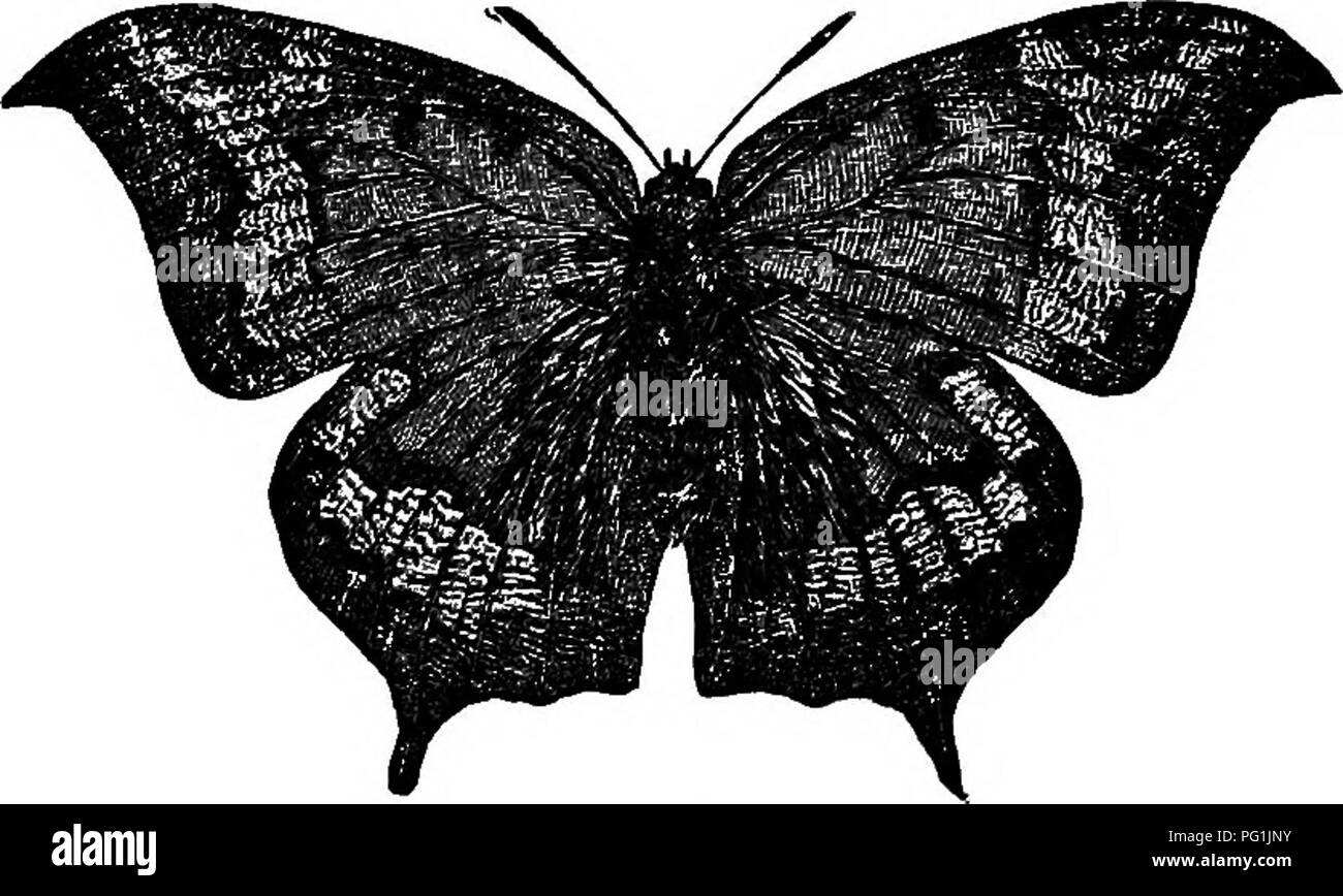 Study of moths Cut Out Stock Images & Pictures - Alamy