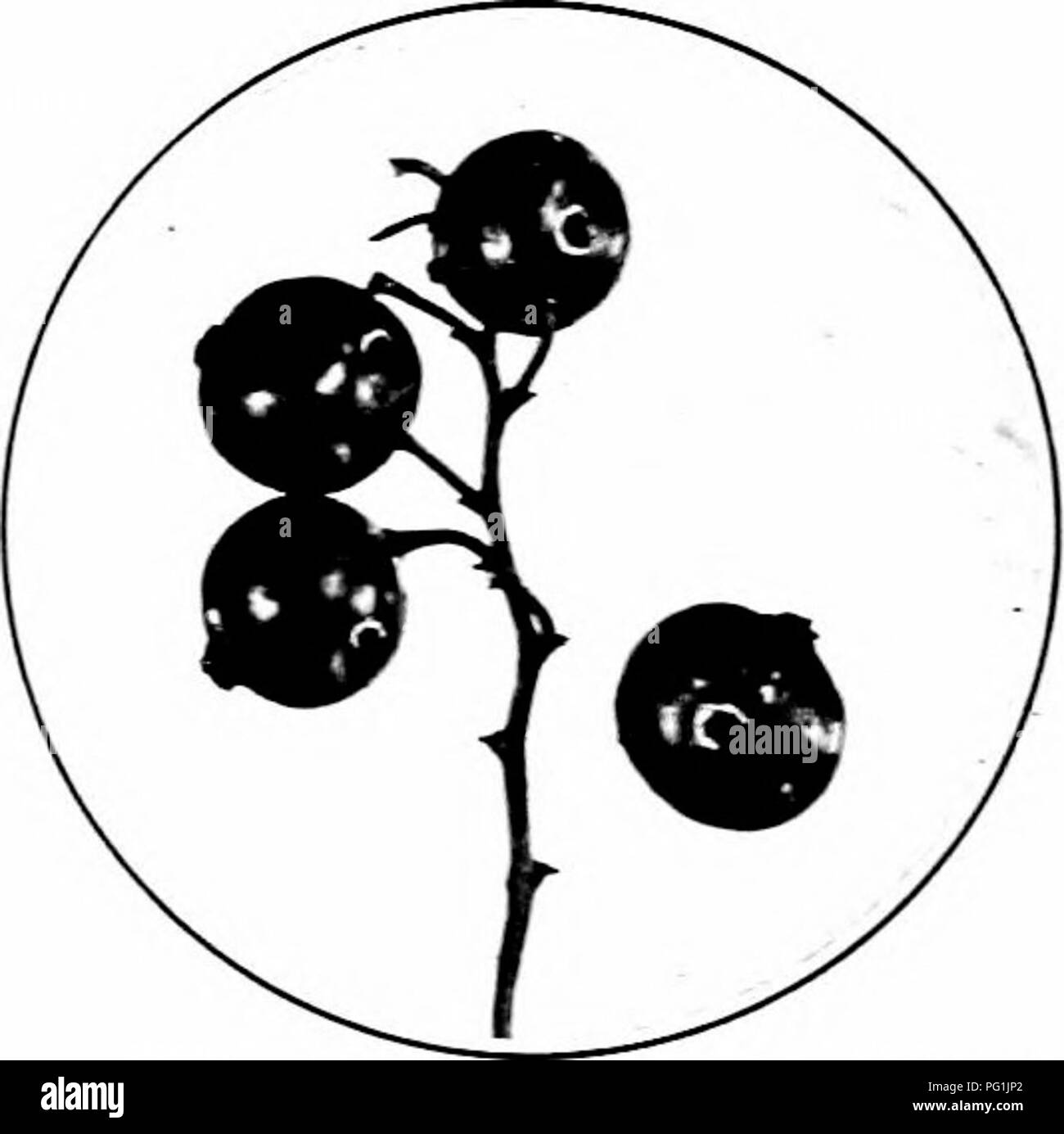 Pear midge Black and White Stock Photos & Images - Alamy