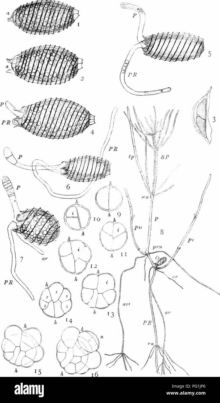 This illustration depicts the early growth stages of Characeae, a ...