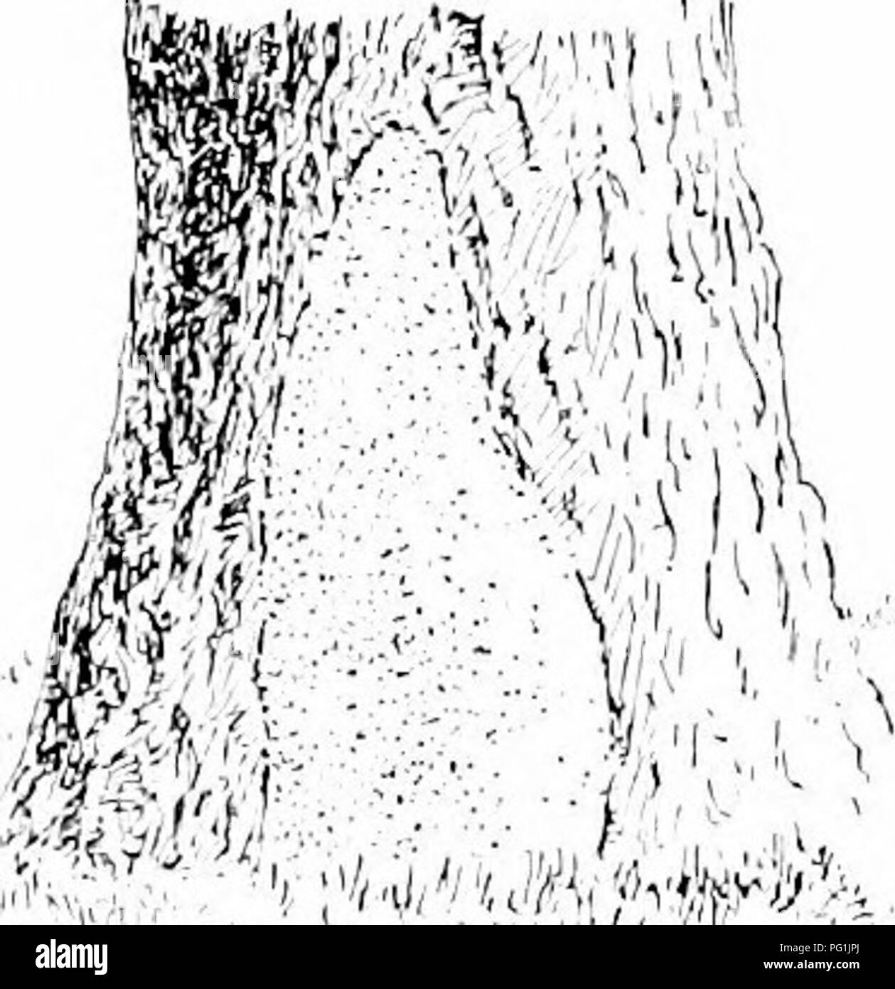 Trees with cavities Black and White Stock Photos & Images - Alamy
