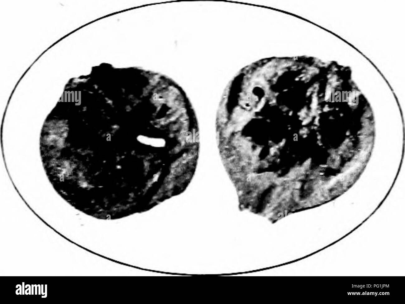 The Pear Midge (Contarinia pyrivara) is a pest that affects pear trees ...