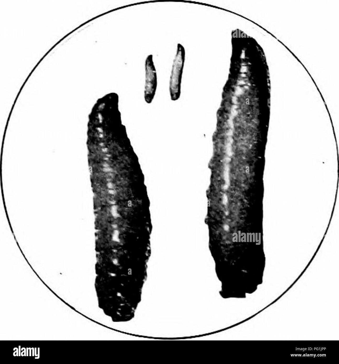 Maggot in fruit Black and White Stock Photos & Images - Alamy