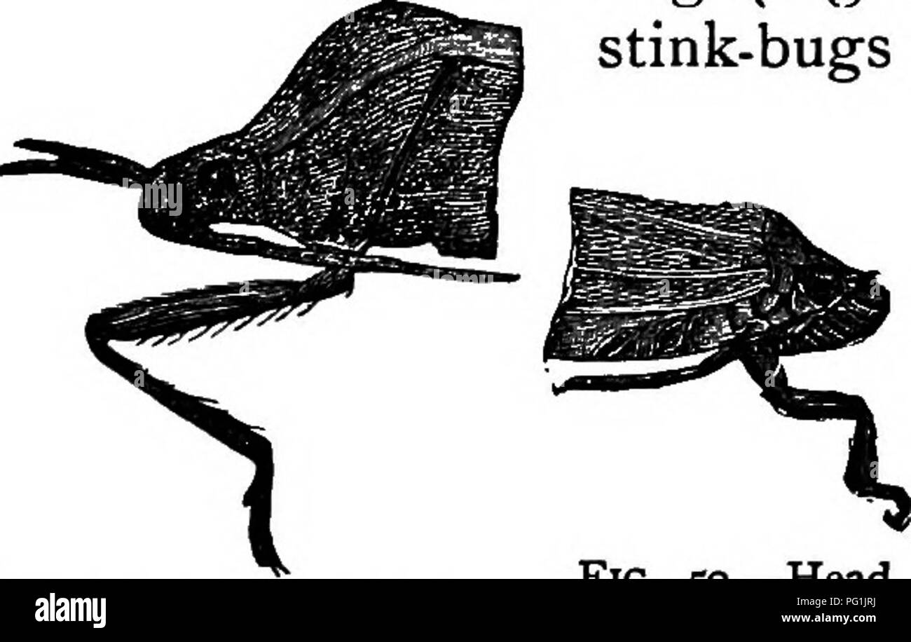 A wingless parasitic insect Black and White Stock Photos & Images - Alamy