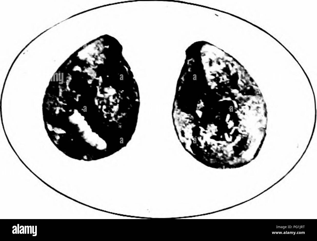 Grape berry moth Black and White Stock Photos & Images - Alamy