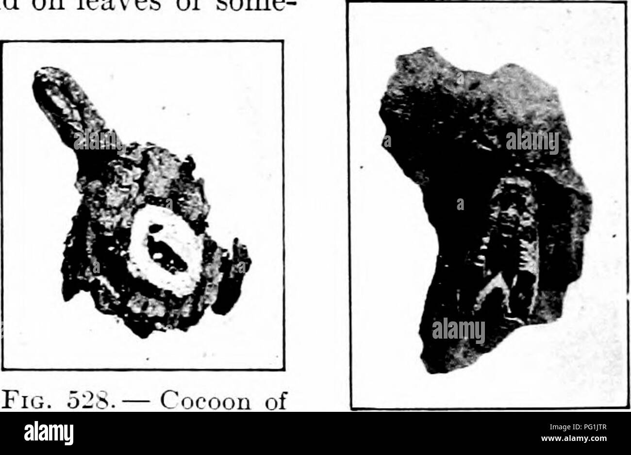 This section focuses on the codling moth, a common pest in orchards. It ...