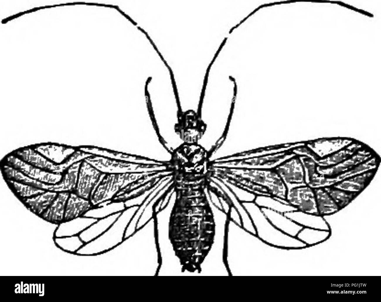 Greek insects Black and White Stock Photos & Images - Alamy