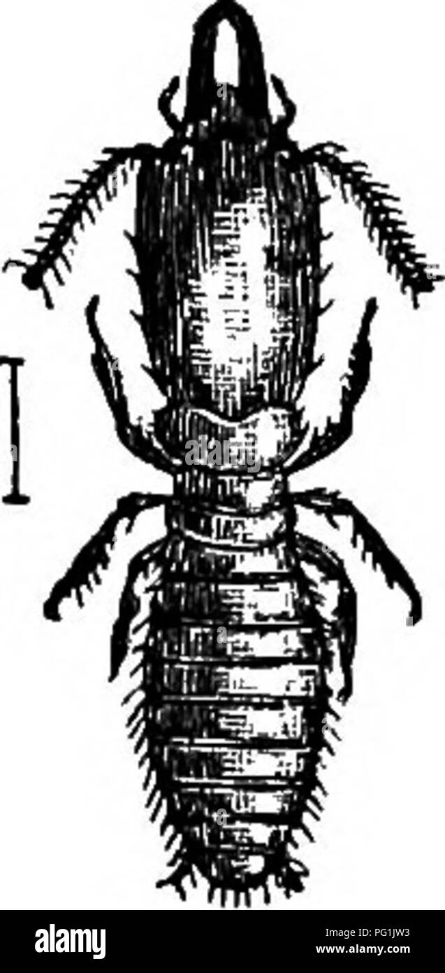 Castes termites hi-res stock photography and images - Alamy